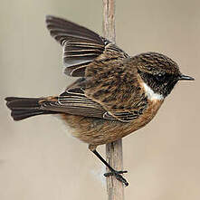 Tarier pâtre - Saxicola rubicola