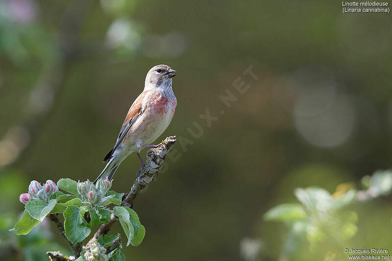 Linotte mélodieuse mâle adulte nuptial - jari265653