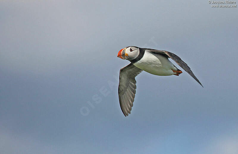 Macareux moine adulte nuptial - jari177615