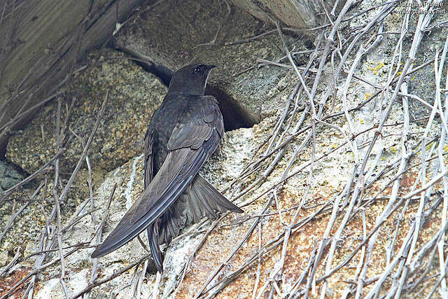 Martinet noir adulte nuptial - jari182593