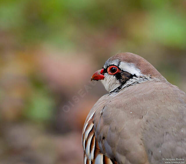 Perdrix rouge - jari170387