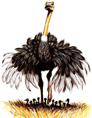 Struthioniformes - Oiseaux.net - birds