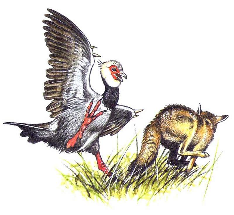 Northern Screamer - Chauna chavaria - jadu73879