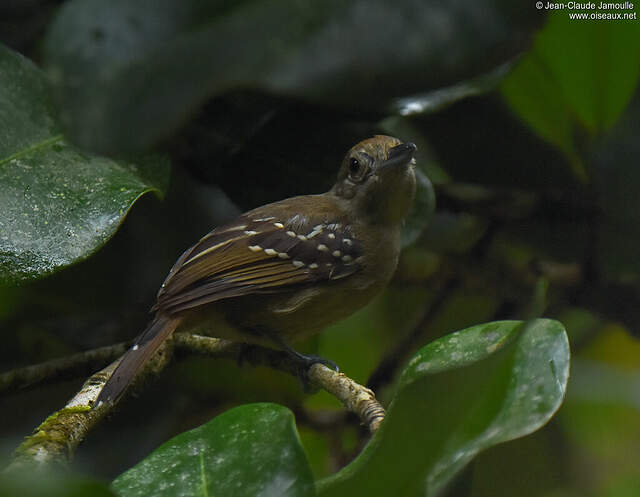 Batara à nuque noire - Thamnophilus atrinucha - jcja262816