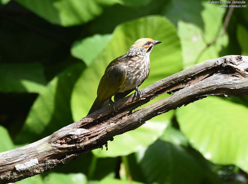 Bulbul à tête jaune - Pycnonotus zeylanicus - jcja219812
