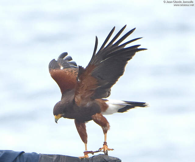 Buse de Harris - Parabuteo unicinctus - jcja292289