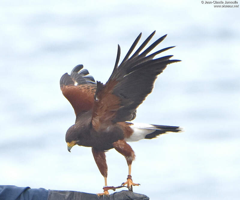 Buse de Harris - Parabuteo unicinctus - jcja292289