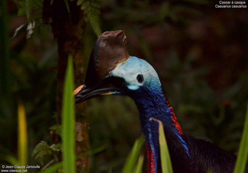 Casoar à casque - jcja113414