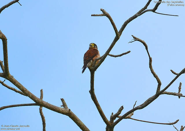 Crécerelle des Seychelles adulte - jcja149928
