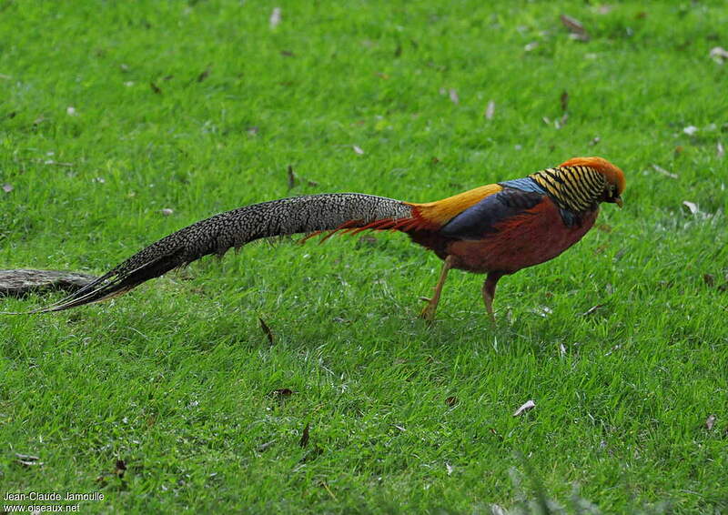 Faisan doré mâle adulte nuptial - jcja83250