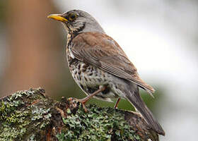 Grive litorne - Turdus pilaris