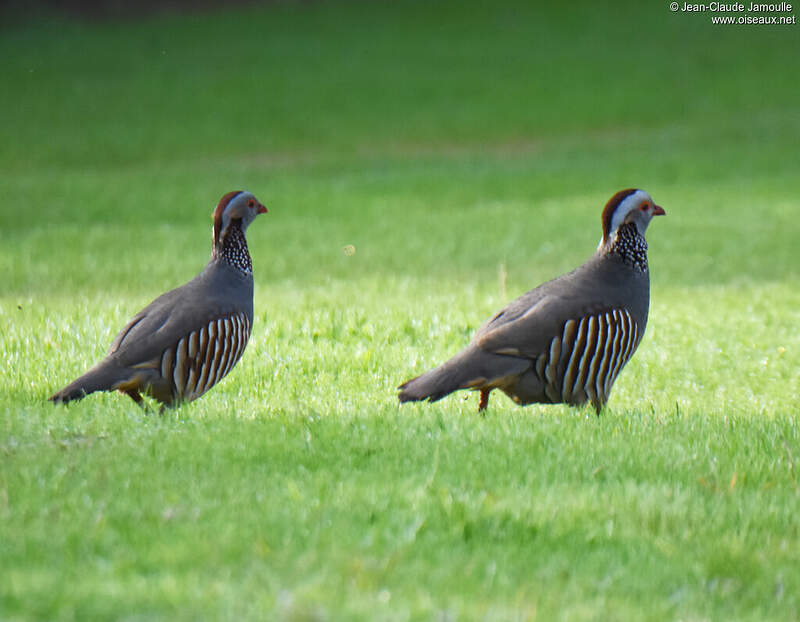 Perdrix gambra - jcja292913