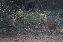 Perdrix gambra - Alectoris barbara