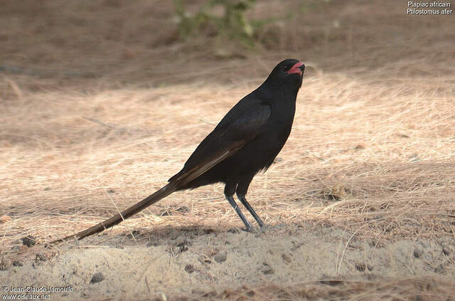 Piapiac africain juvénile - jcja115822