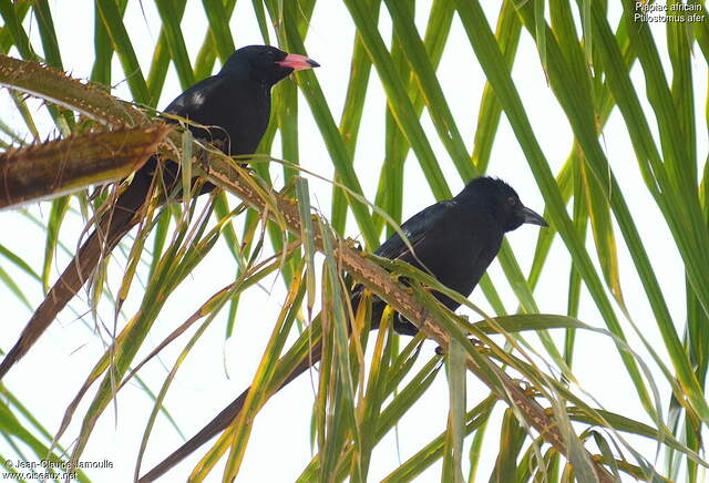 Piapiac africain adulte - jcja115823