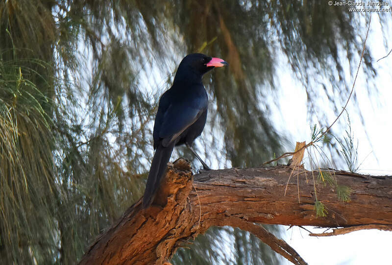 Piapiac africain - jcja257825