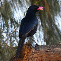 Piapiac - Ptilostomus afer