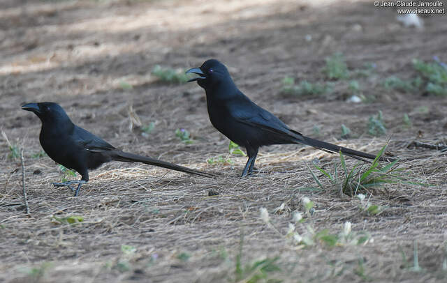 Piapiac africain - jcja257826