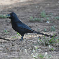 Piapiac - Ptilostomus afer