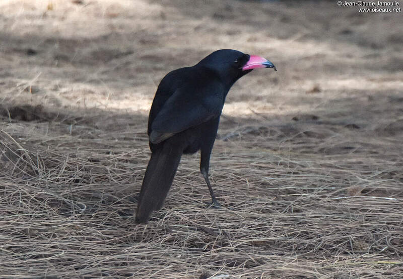 Piapiac africain immature - jcja258811