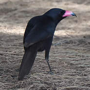 Piapiac - Ptilostomus afer