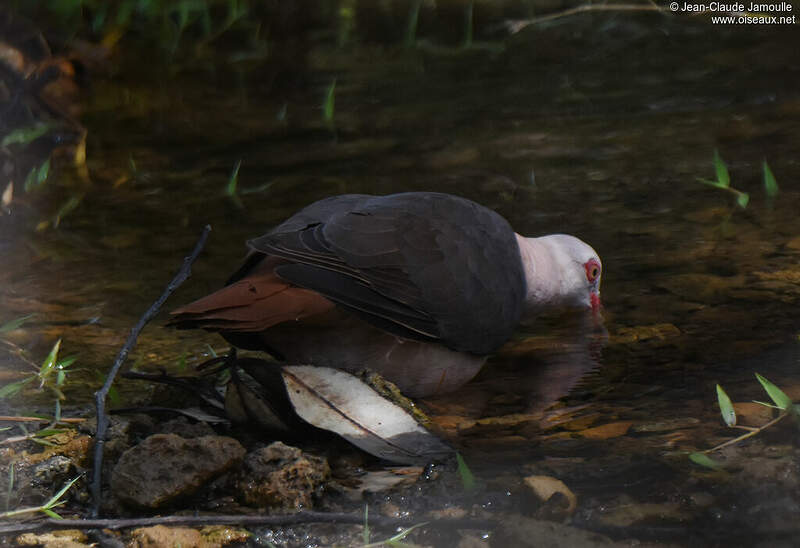 Pigeon rose - jcja267107