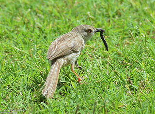Prinia délicate mâle - jcja158154