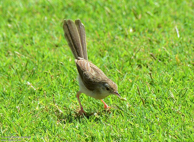 Prinia délicate - jcja158242