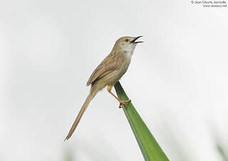 Prinia délicate adulte - jcja198816