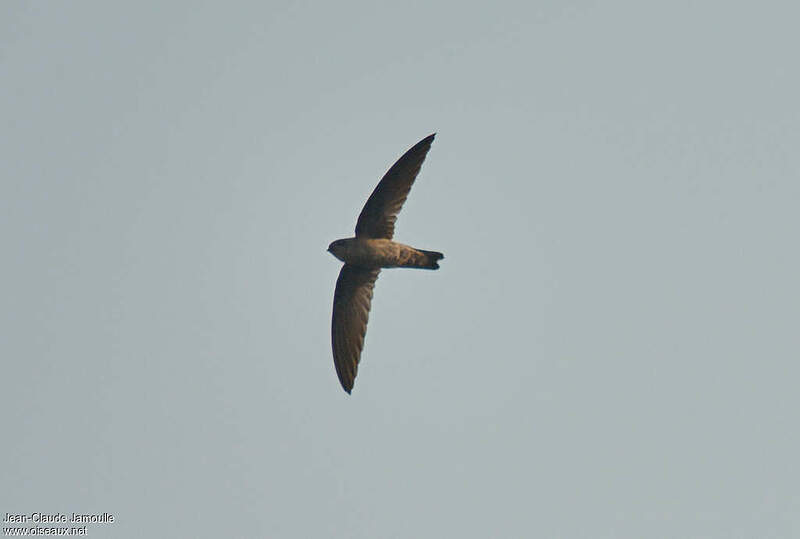 Himalayan Swiftlet - Aerodramus brevirostris - jcja156265