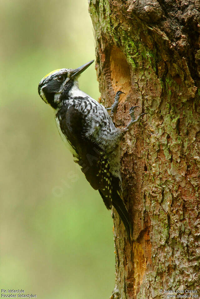 Pic tridactyle mâle - jlco121986