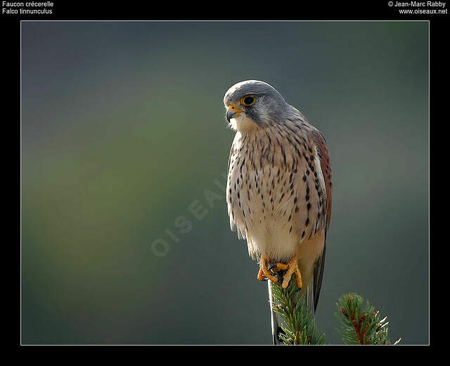 Faucon crécerelle - jmra76329