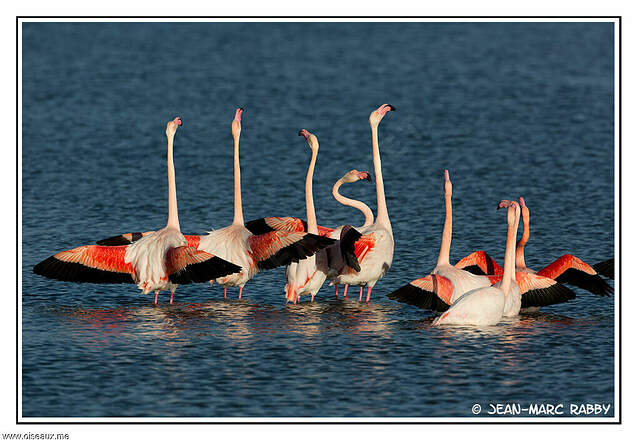 Flamant rose - jmra132054