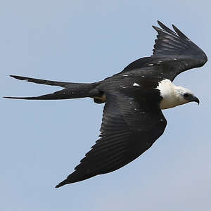 Milan à queue fourchue - Elanoides forficatus