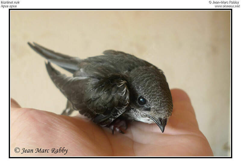 Martinet noir juvénile - jmra85626