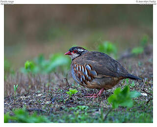 Perdrix rouge - jmra89975