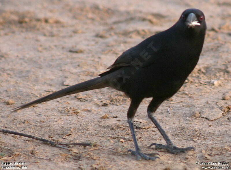 Piapiac africain - jmra42496