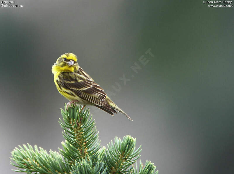 Serin cini - jmra84774