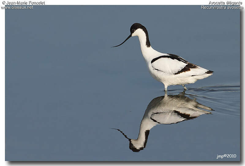 Avocette élégante - jmpo81573