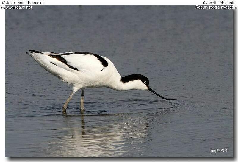 Avocette élégante - jmpo102138