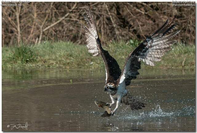Balbuzard pêcheur - Pandion haliaetus - jmpo373413