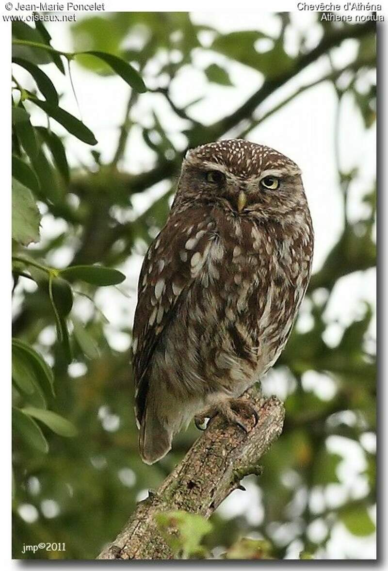 Chevêche d'Athéna - jmpo105634