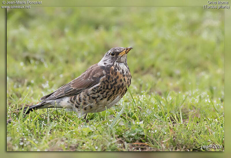 Grive litorne - jmpo204892