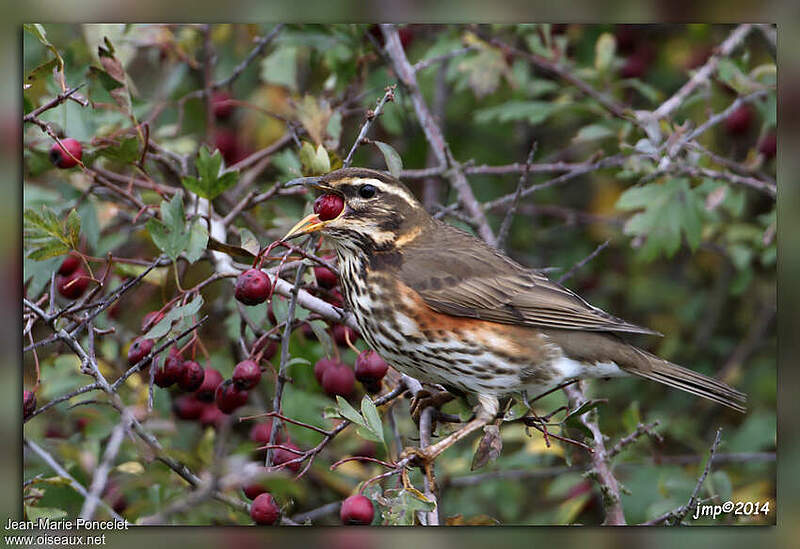 Grive mauvis - jmpo171480