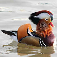 Canard mandarin - Aix galericulata