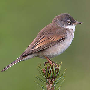 Fauvette grisette - Curruca communis