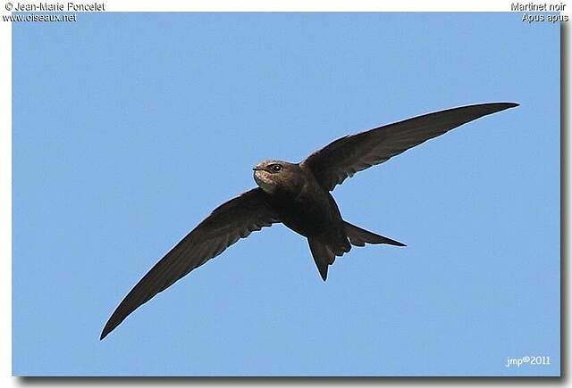 Martinet noir - jmpo105671