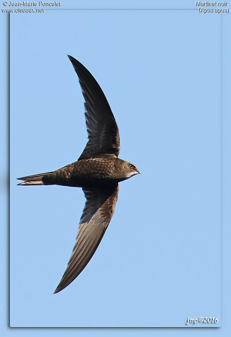 Martinet noir - jmpo204785