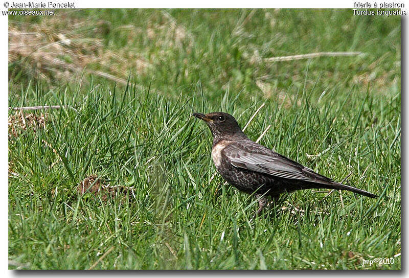 Merle à plastron - jmpo81597