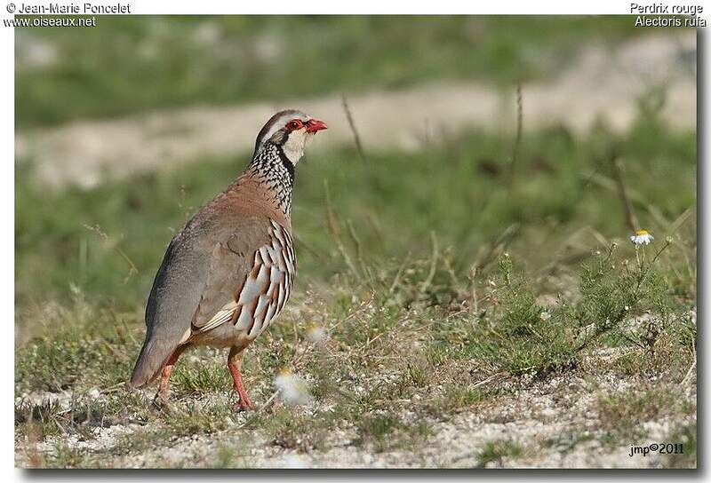 Perdrix rouge - jmpo105645